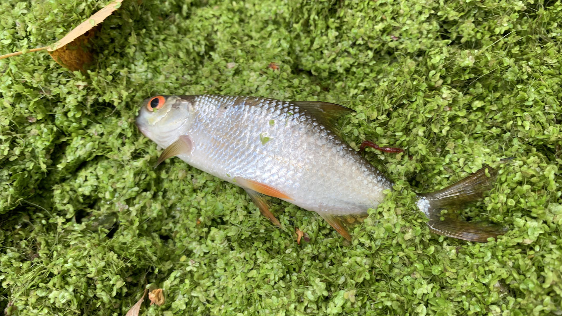 Eendenkroos en dode vissen: Lewenborg is er klaar mee - RTV Noord